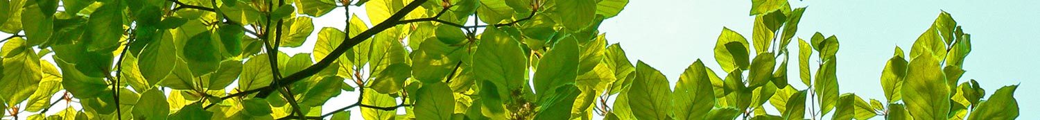 Tree Surgeon and Tree Removal Dublin, Ireland | Crown Tree Services